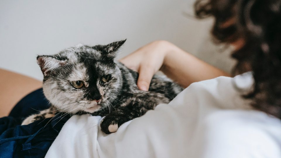 Cat Sleeps On My Chest: 10 Reasons That Won't Make You Snore