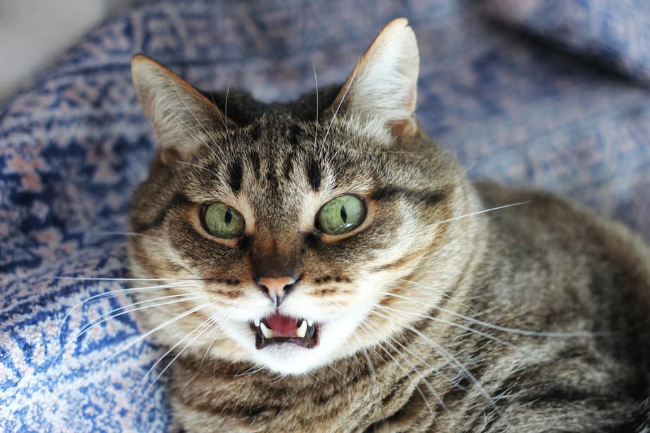 My Cat Is Snorting! How Am I Supposed To Behave?