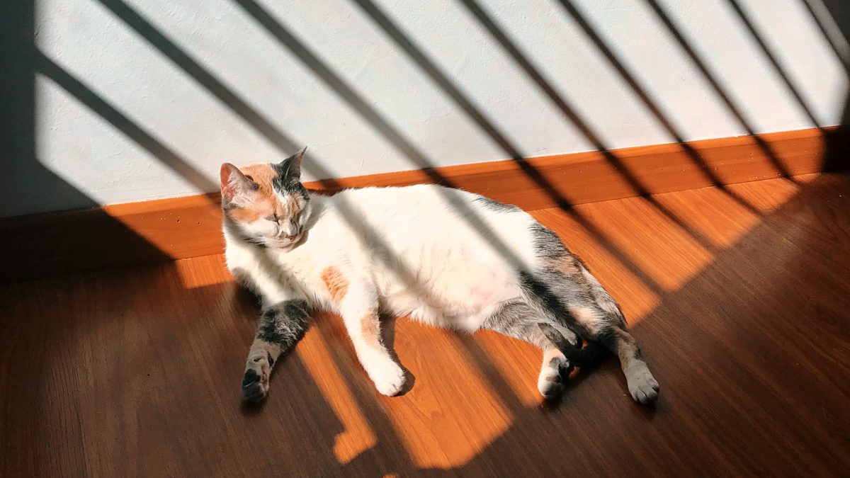 Do Cats Need Sunlight, Or Do They Simply Love The Heat?