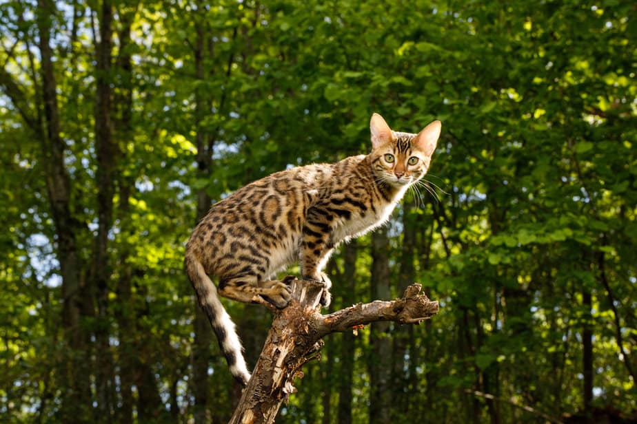 How To Discipline A Bengal Cat: Tough Love Or Something Else?