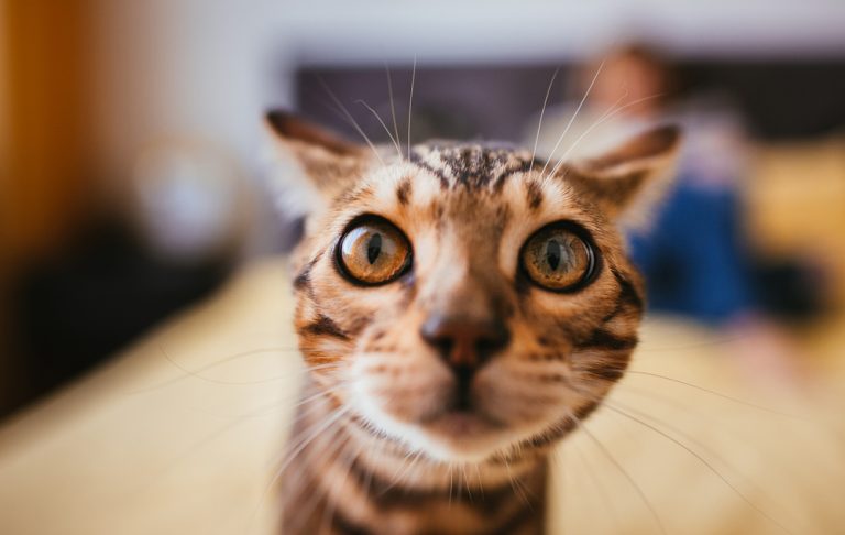 How To Discipline A Bengal Cat: Tough Love Or Something Else?