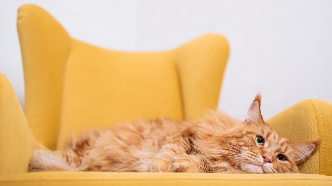 345 Lazy Cat Names For Your Little Couch Potato