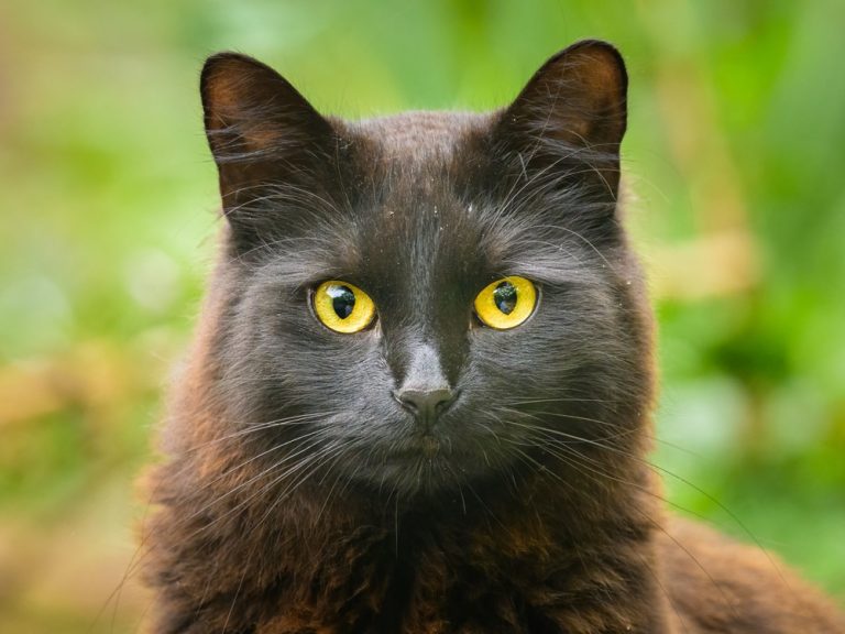 245 Lord Of The Rings Cat Names: Perfect Names For Your Hobbit