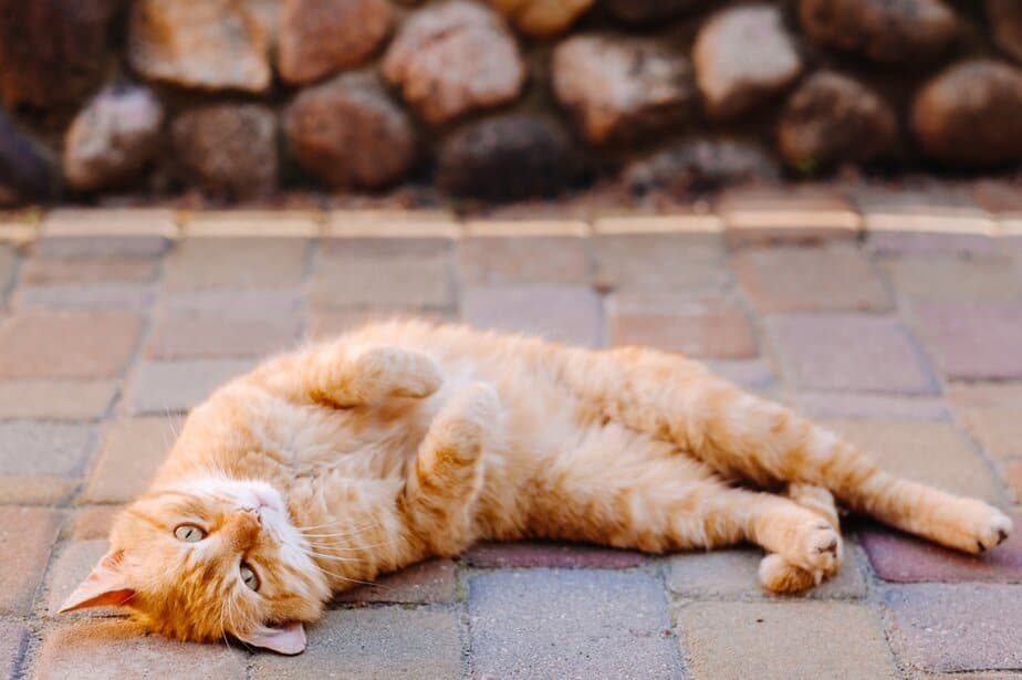 Why Do Cats Flop What s The Motive Behind It 