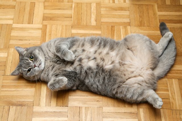 Why Do Cats Flop? What's The Motive Behind It?