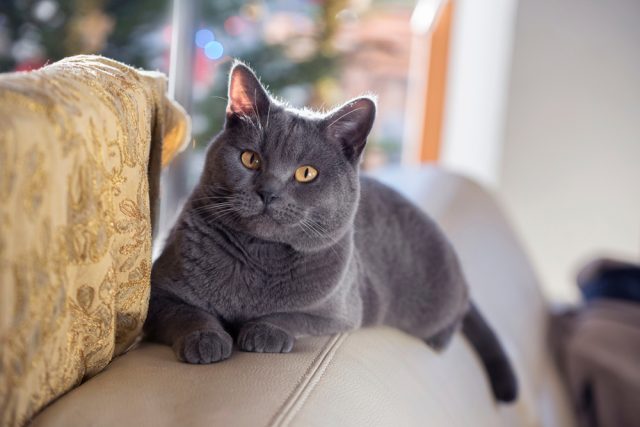 20 Medium Hair Cat Breeds To Sweep You Off Your Feet