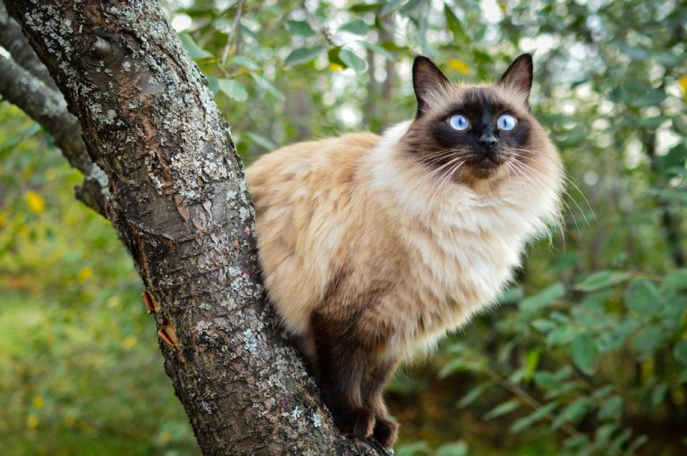 22 Medium Hair Cat Breeds To Sweep You Off Your Feet