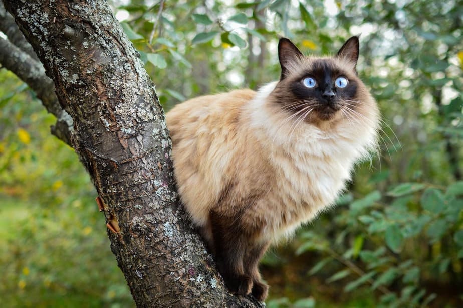 22 Medium Hair Cat Breeds To Sweep You Off Your Feet