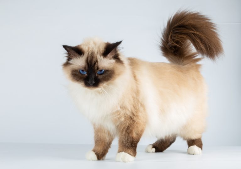 22 Medium Hair Cat Breeds To Sweep You Off Your Feet