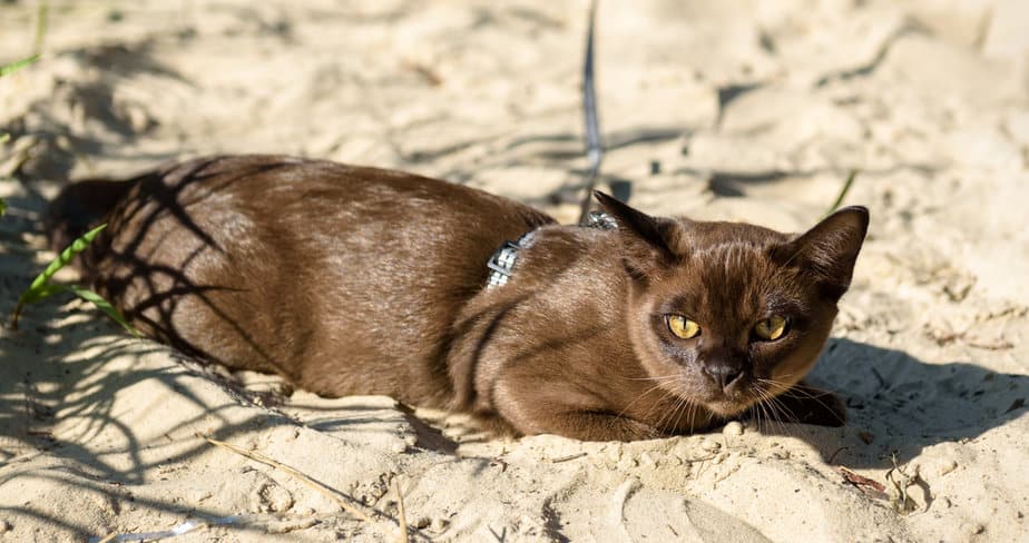 590+ Nature Cat Names For Your Outdoor Lover