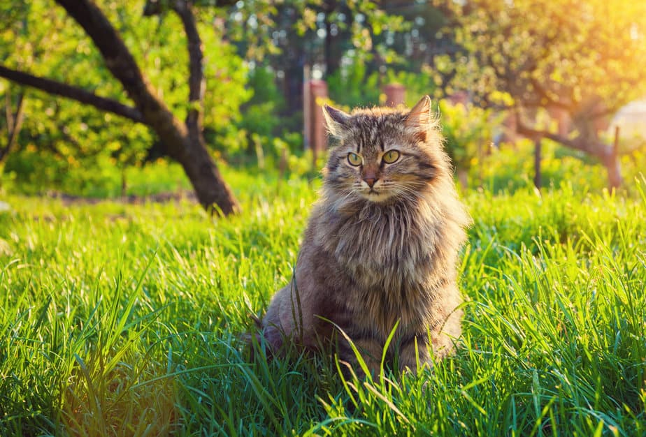 590+ Nature Cat Names For Your Outdoor Lover