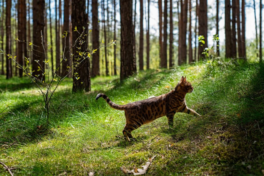 590+ Nature Cat Names For Your Outdoor Lover