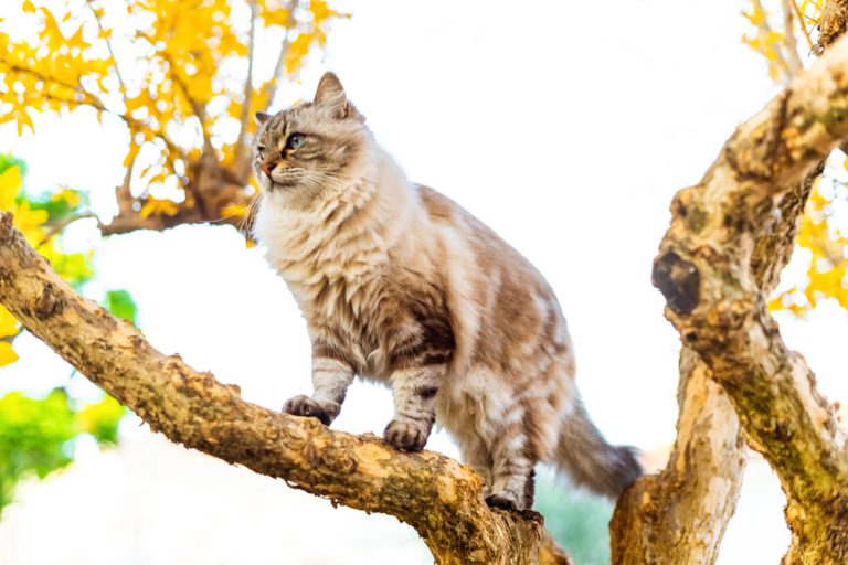590+ Nature Cat Names For Your Outdoor Lover