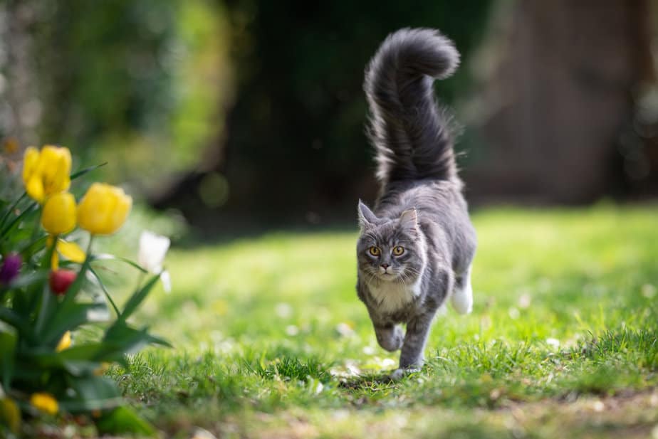 590+ Nature Cat Names For Your Outdoor Lover