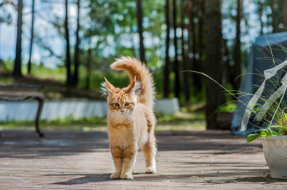590+ Nature Cat Names For Your Outdoor Lover