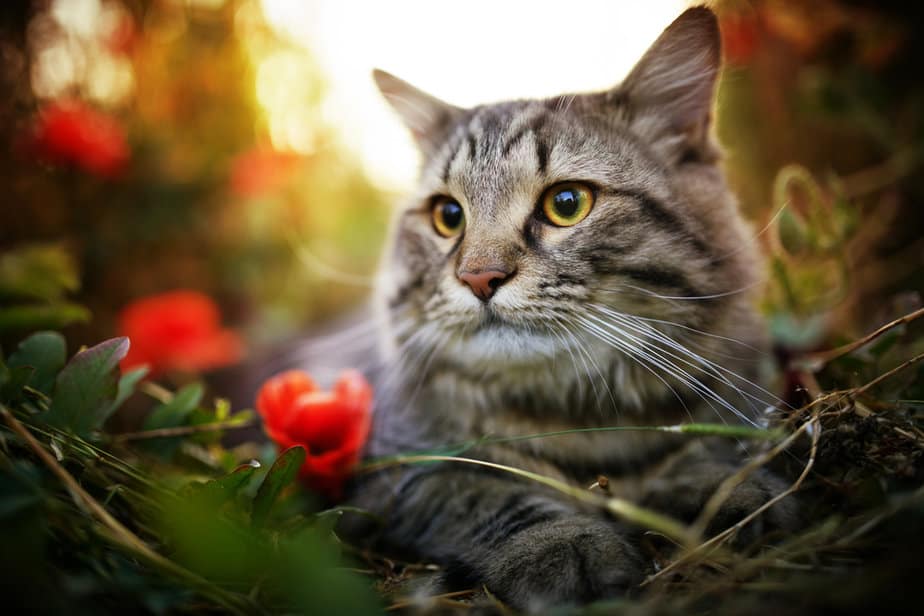 590+ Nature Cat Names For Your Outdoor Lover