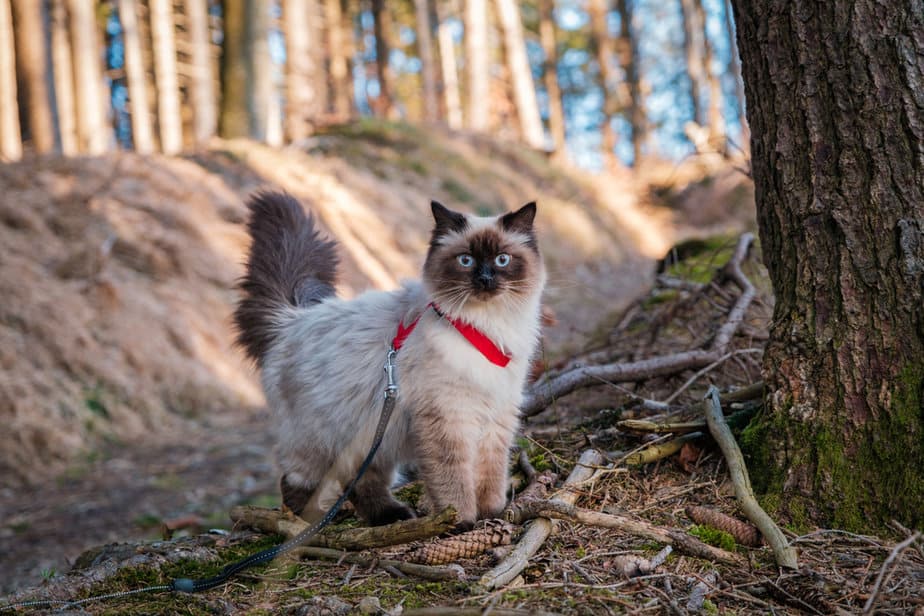 590+ Nature Cat Names For Your Outdoor Lover