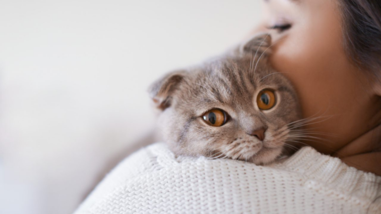7 Interesting Reasons Why Your Cat Bites Your Ear - Cats Chef