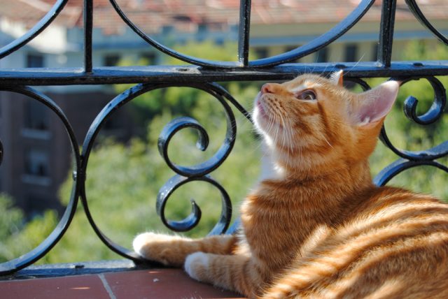 8 Ways To Make A Cat-Proof Balcony And Keep Your Kitty Safe