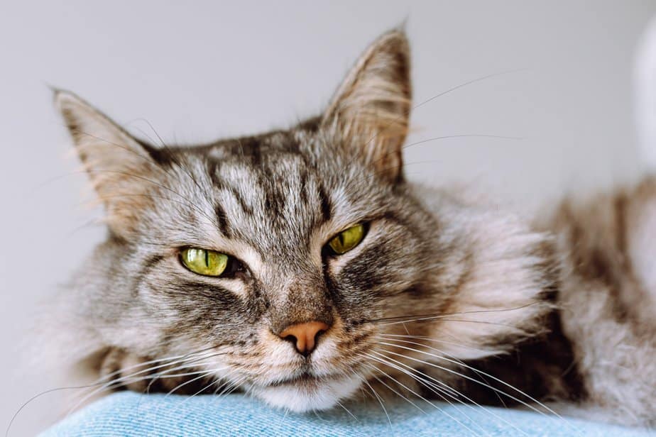 What Makes A Maine Coon Aggressive? A Purrsonality Disorder?