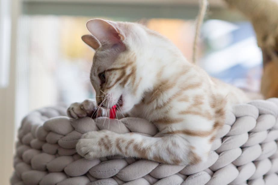 Bengal Ragdoll Mix: Purrfect Or Clawful Combo?