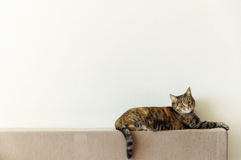 Bobcat Vs. House Cat: Here's How To Tell The Difference