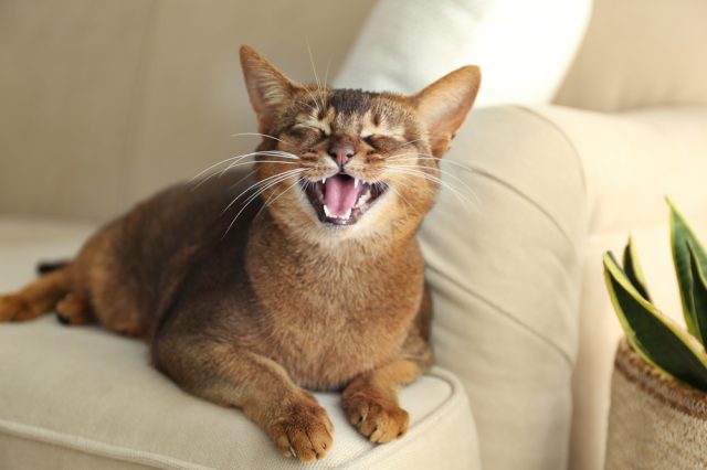Bobcat Vs. House Cat: Here's How To Tell The Difference