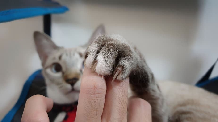 Do Horned Paws Hurt Cats? Do They Need A Pawdicure?