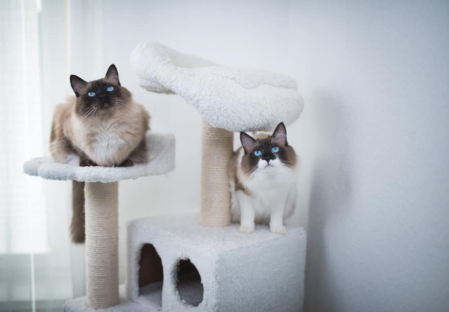 Do Ragdoll Cats Scratch Furniture: To Worry Or Not To Worry?