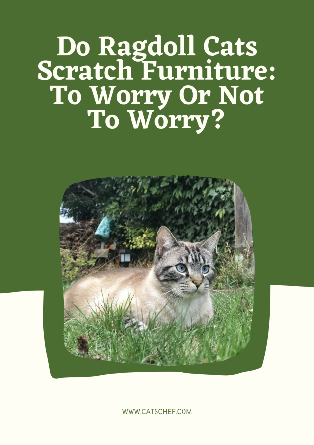 Do Ragdoll Cats Scratch Furniture: To Worry Or Not To Worry?
