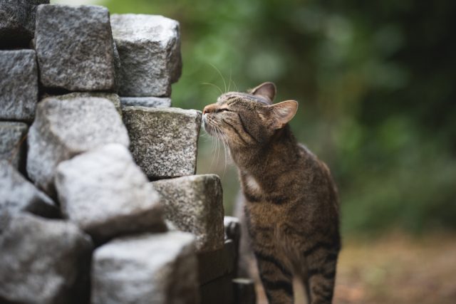 Does Cayenne Pepper Keep Cats Away? A Safe Cat Repellent?