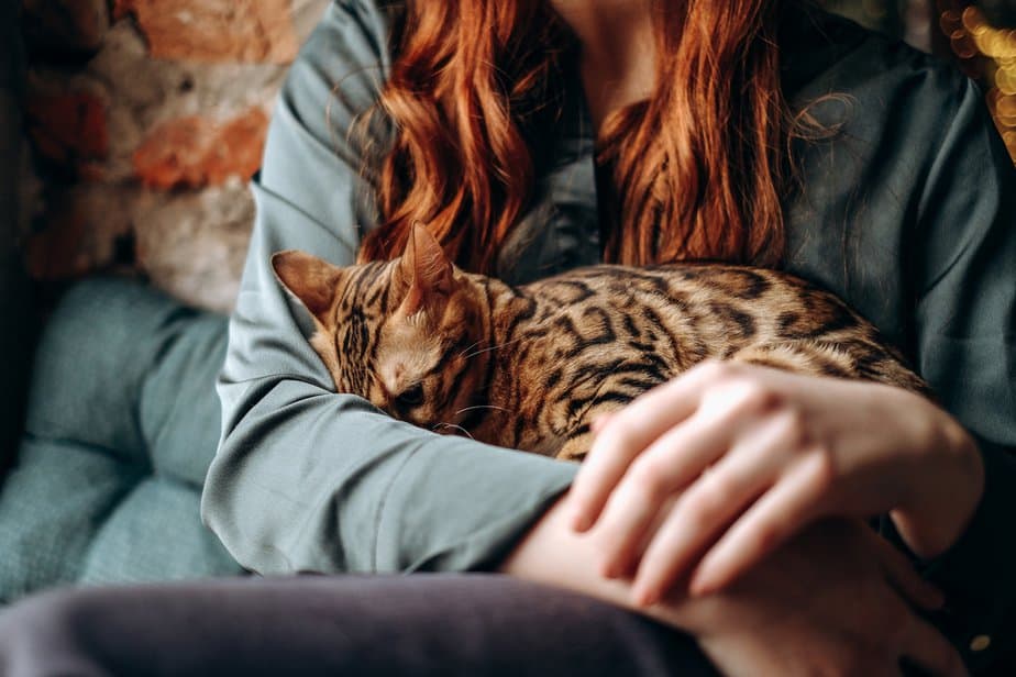 Female Bengal Cat: The Battle Between Boys And Girls