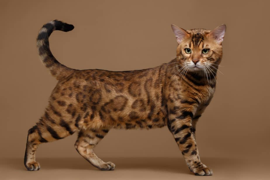 Female Bengal Cat: The Battle Between Boys And Girls