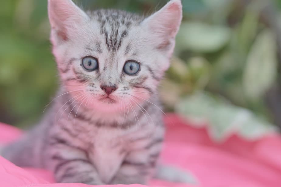 7 Must-Know Facts About the Genetta Cat, The Short-Legged Leopard of ...