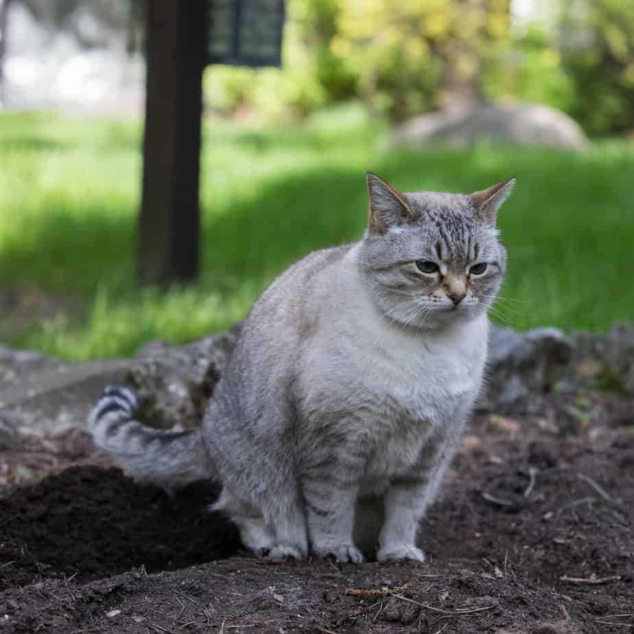 Green Cat Poop: What's Responsible For The Swampy Color?