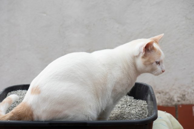 Green Cat Poop: What's Responsible For The Swampy Color?