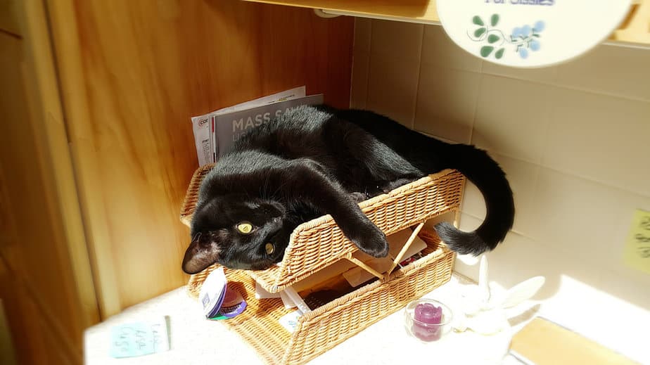 How To Calm Down A Hyper Cat? 8 Ways To Soothe Her