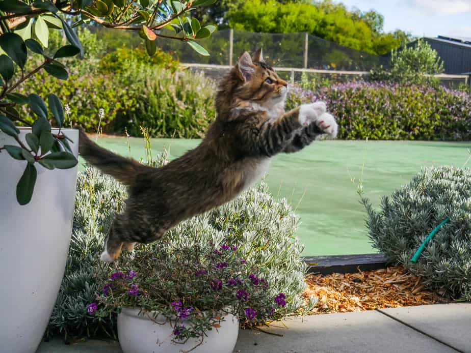 7 Ways To Calm Down A Hyper Cat