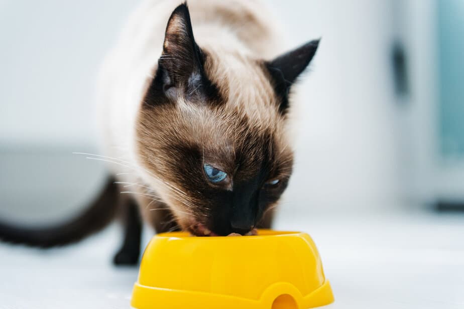 10 Tips And Tricks To Soften Dry Cat Food That Work