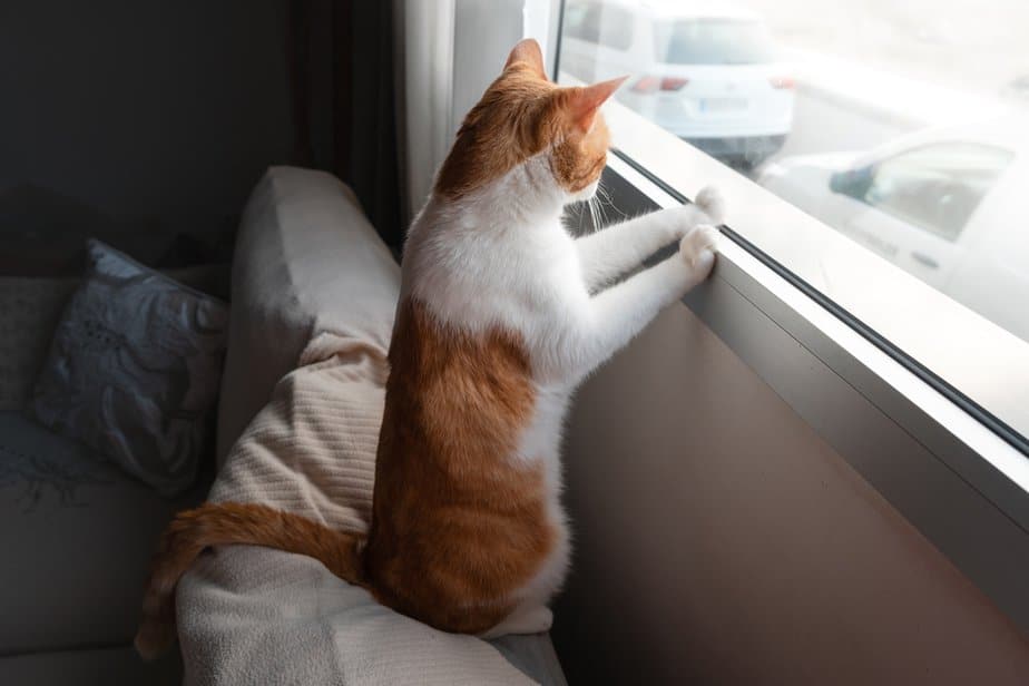 Is Your Cat Scratching Windows? What's The Catch?