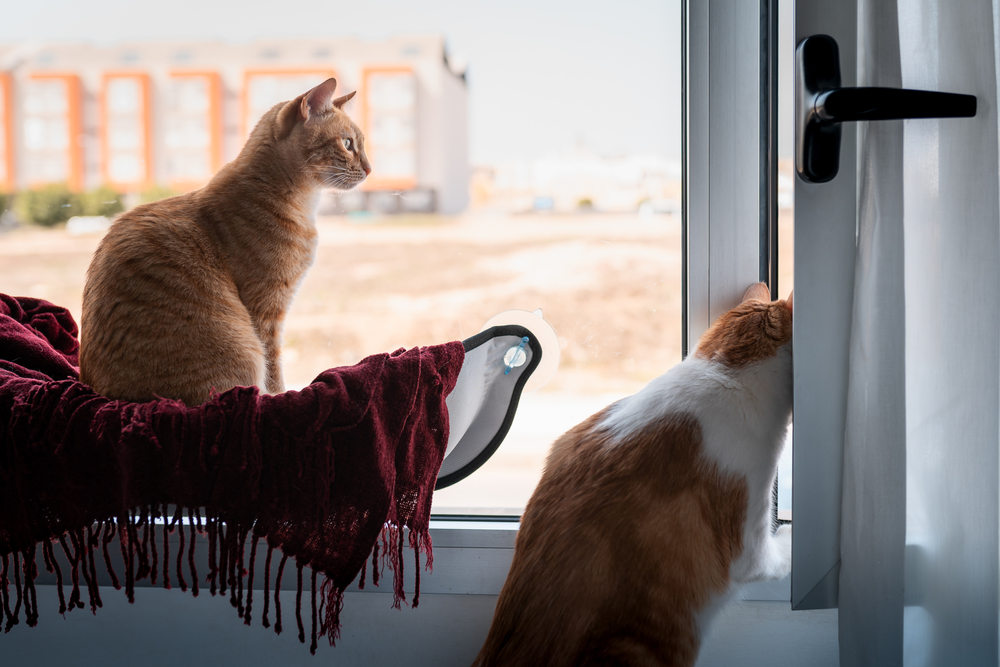 Is Your Cat Scratching Windows? What's The Catch?