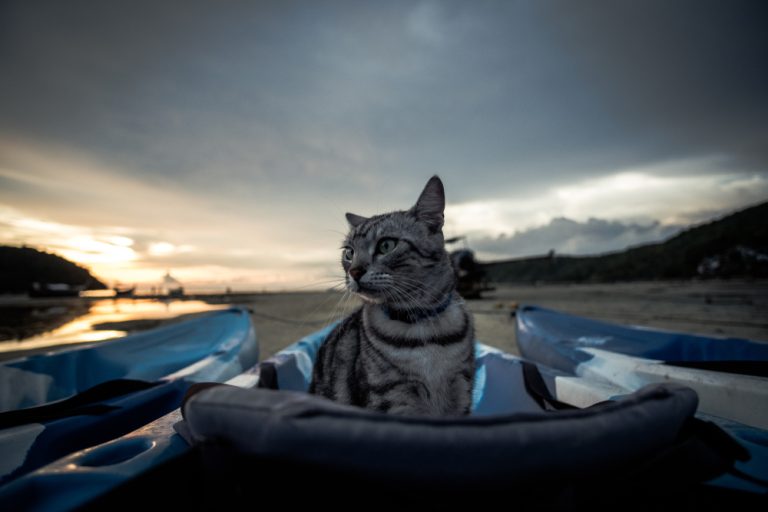 Cat Adventures: How To Go Kayaking With Your Cat?