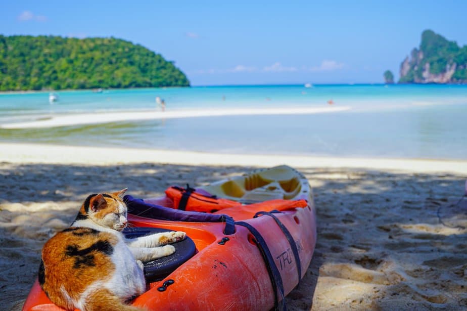 Cat Adventures: How To Go Kayaking With Your Cat?