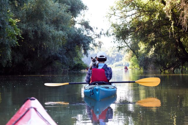 Cat Adventures: How To Go Kayaking With Your Cat?