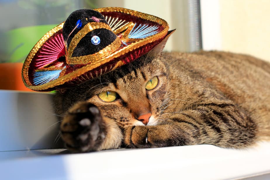 Mexican Cat Names: 350+ Picks For Your Fluffy Taquito