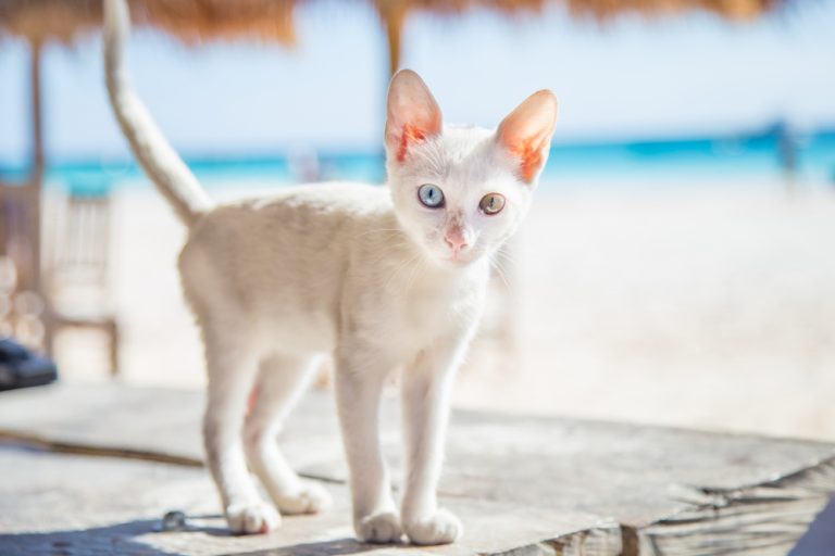 Mexican Cat Names: 350+ Picks For Your Fluffy Taquito