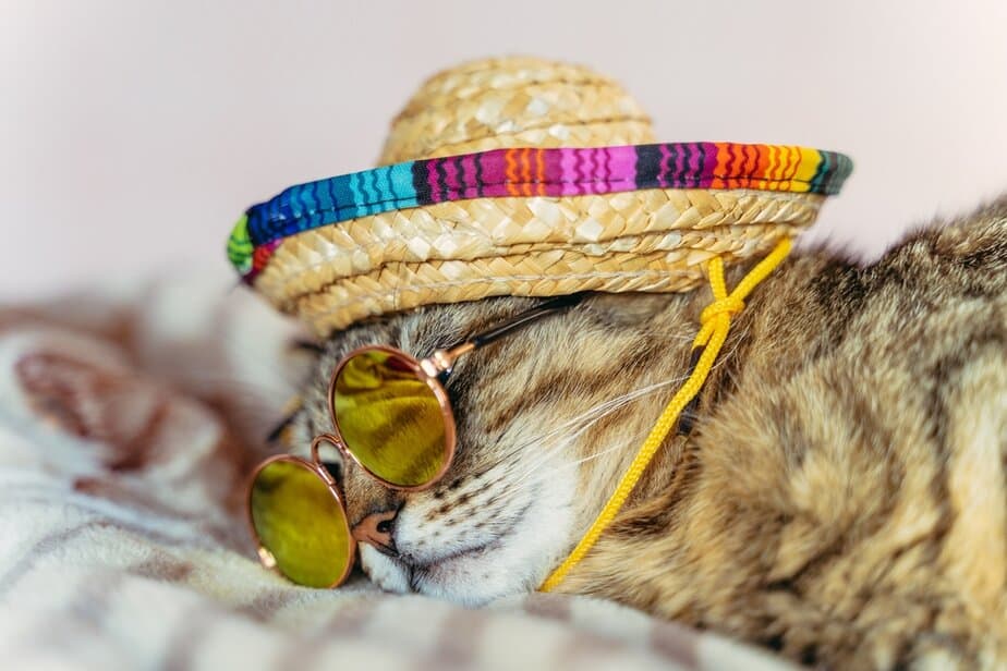 Mexican Cat Names: 350+ Picks For Your Fluffy Taquito