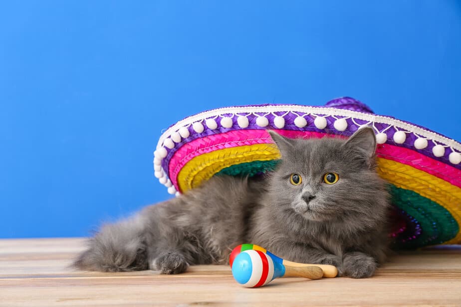 Mexican Cat Names: 350+ Picks For Your Fluffy Taquito