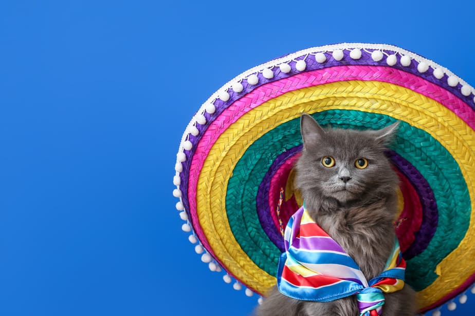 Mexican Cat Names: 350+ Picks For Your Fluffy Taquito