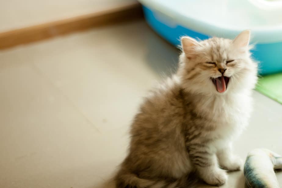 My Cat Meows While Pooping! What Could That Mean?